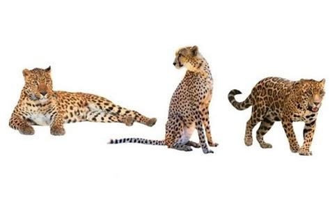 Diferencia Entre Leopardo Guepardo Y Jaguar