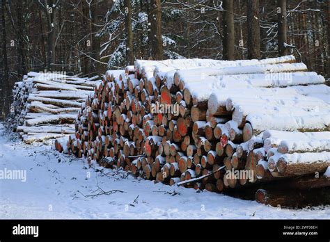 Tree Marking With Fluorescent Paint Stock Photo Alamy