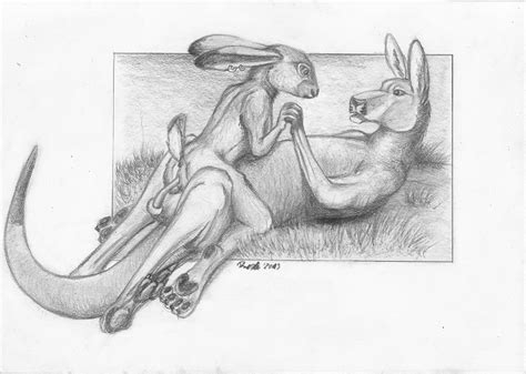 Rule 34 Female Foxia Hare Kangaroo Lagomorph Male Marsupial Straight