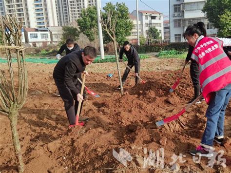 春暖三月雷锋日 植树添绿正当时 湖北日报新闻客户端