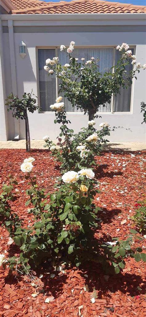 Summer Pruning Jgs Roses