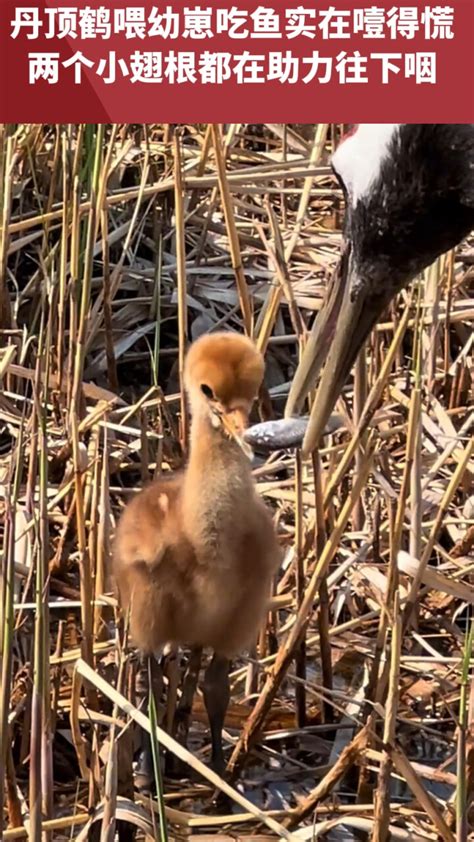 丹顶鹤喂幼崽吃鱼实在噎得慌，两个小翅根都在助力往下咽腾讯新闻