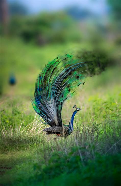 Discover More Than 79 Wallpaper Peacock Super Hot Incdgdbentre