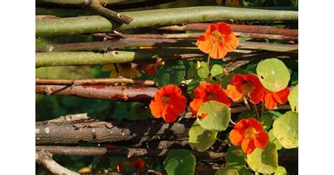 Цветята през есента Български Фермер