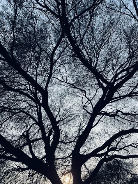 Complete Binary Tree Vs Full Binary Tree Tree Structure Comparison