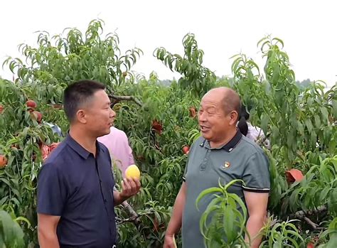 枣阳：“直播电商”助鲜桃“云”端热销 荆楚网 湖北日报网