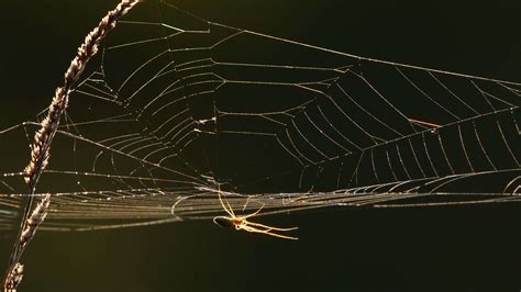 Spider Web At Back Light Early Foggy Morning 16770548 Stock Video At