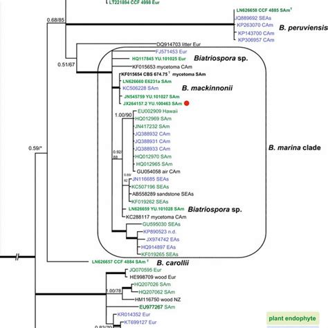 Bayesian Phylogenetic Tree Based On Concatenated Its Lsu Rpb2 Ef1α Download Scientific