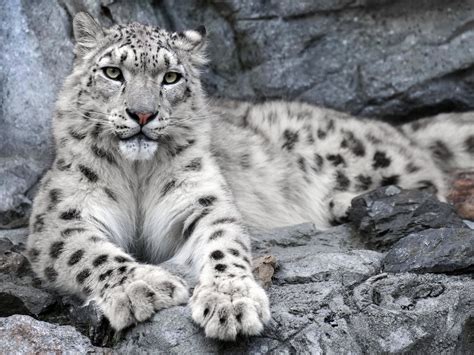 Snow Leopard Laying On Rocks