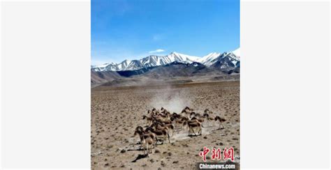 盐池湾人物群像：坚守山川江河趣事多，藏野驴会对人“说”谢谢腾讯新闻