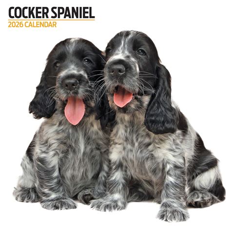 Buy English Cocker Spaniel Calendar 2026 Modern Order Easily