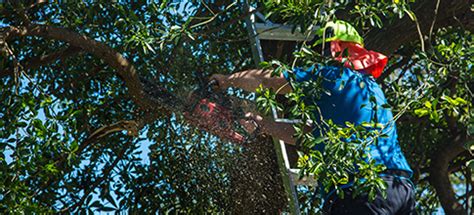 Tree Trimming Killeen Same Day Mowing Service Killeen TX 254 813 3561