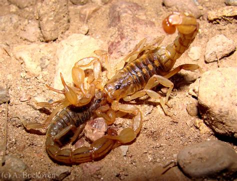 Arachnids Wallpapers Gallery