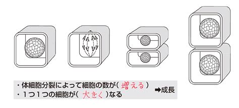 【中3理科】「細胞分裂」 映像授業のtry It トライイット