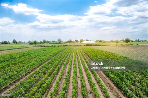 농업 토지와 농업 화창한 날에 농장에 어린 고추의 농장 유기농 채소 재배 친환경 제품 아그로 사업 우크라이나 케르손 지역 선택적 초점 건강한 식생활에 대한 스톡 사진 및