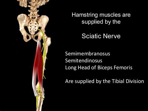 Posterior Hamstring Anatomy