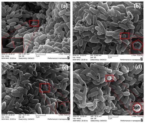 International Journal Of Molecular Sciences Mdpi On Linkedin Bacillus