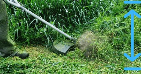 The Best Height To Cut Grass To Prevent Weeds Lawnal