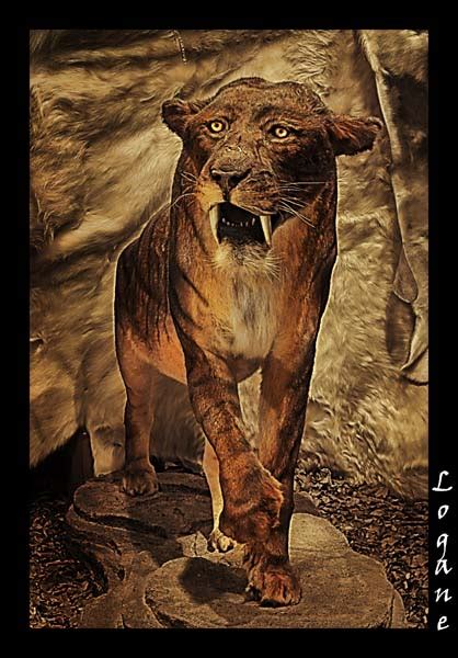 Tigre A Dents De Sabre