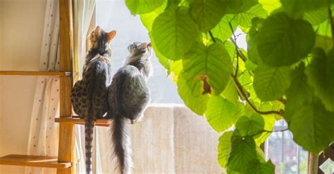 猫にとって安全・危険な観葉植物とは？種類やイタズラ対策などを紹介 ペトコト（petokoto）