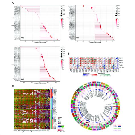 the correlation analysis between reptin and neo tmb msi mmrs