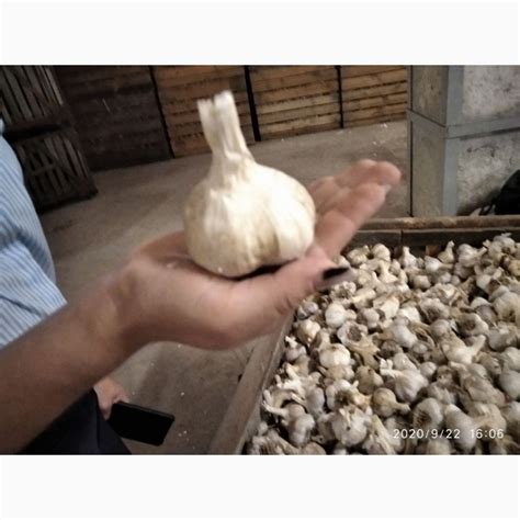 Продам чеснок, Херсонская обл., Чеснок — Agrotorg