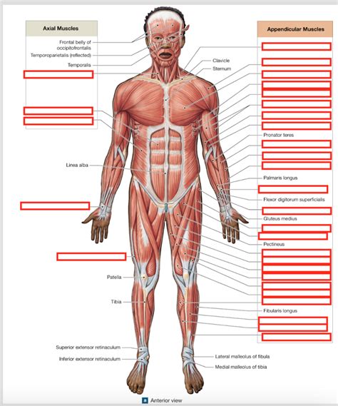 ANTERIOR MUSCLES LAB PRACTICAL 3 Exercise 13 Diagram Quizlet