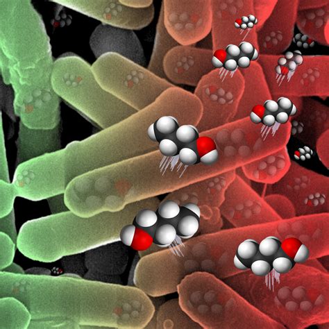 Streptococcus Pneumoniae Bacteria