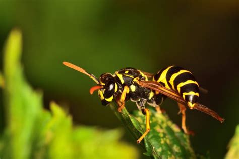 Different Types Of Wasps A Guide To Their Diversity Chart And Photos