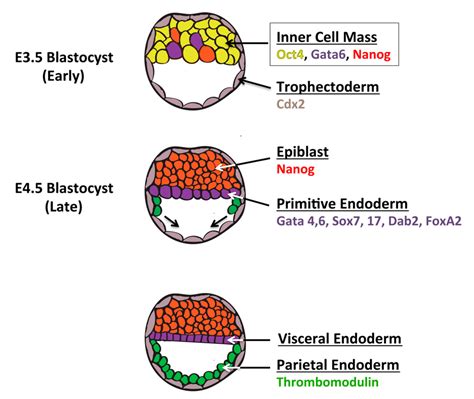 Jdb Free Full Text Retinoic Acid And The Development Of The Endoderm