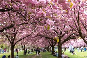 Cherry Blossom Trackers In Nyc Go Live For 2025 Spring Season