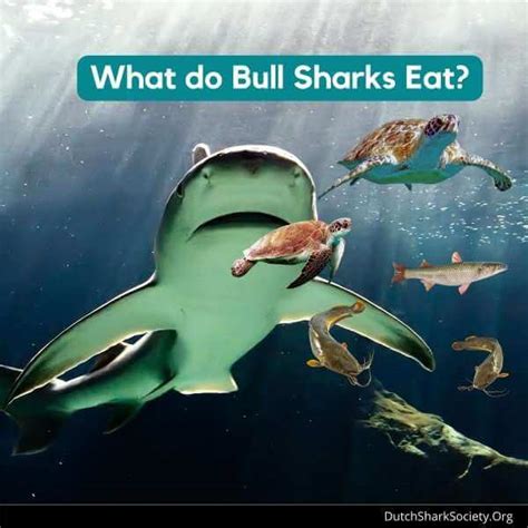 Bull Shark Facts And Information Guide Dutch Shark Society