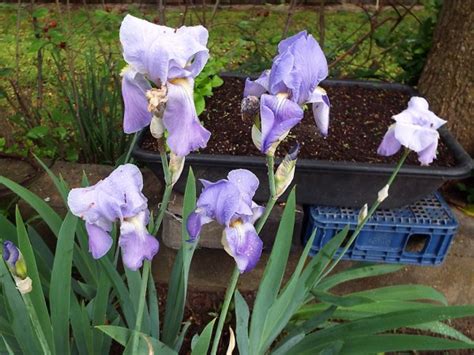 The Old Fashioned Iris Thriftyfun