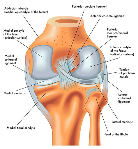 Lcl Injury Symptoms Causes Treatments Heiden Orthopedics