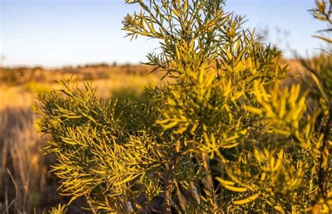 Tree Survival By Province Eastern Cape The Eastern Capes Climate Is