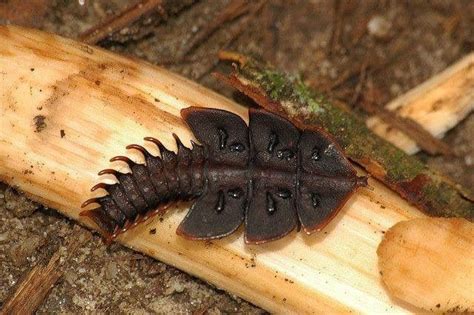Trilobite Beetle Duliticola Hoiseni India Southeast Asia Insects