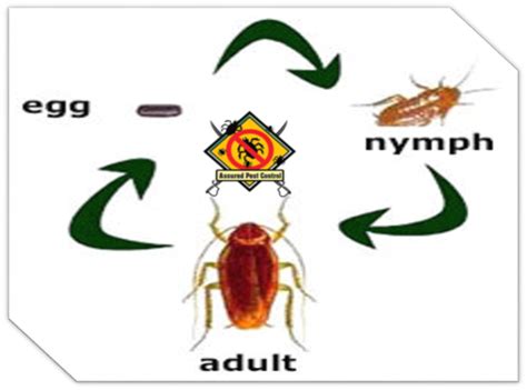 Cockroaches Treatment Assured Pest Control