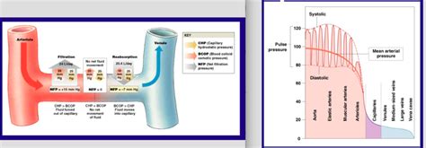 A P II Chapter 21 Vessels Diagram Quizlet
