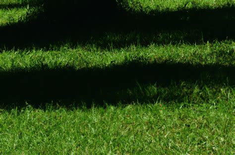 Does Bermuda Grass Grow In Shade Obsessed Lawn And Garden