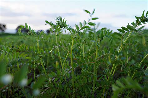 Australian Scientists Develop Acid Tolerant Chickpea Varieties Future