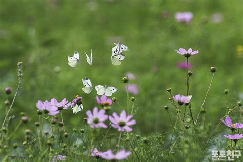 포토친구 춤추는 나비