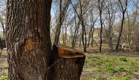 На Оболоні невідомі вночі вирубали десятки дерев фото НашКиїв Ua
