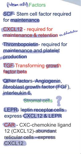 Stem Cell Biology And Haemopoietic Differentiation Flashcards Quizlet
