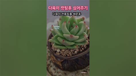 다육이컷팅후뿌리내리는방법 김호중다육상식 Youtube
