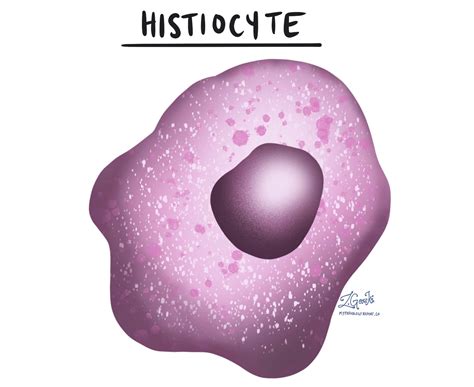 Histiocytes