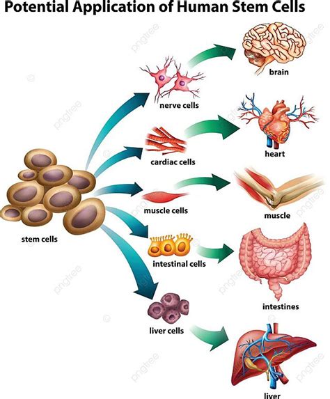 Stem Cell Application Banner Muscle Wallpaper Vector Banner Muscle
