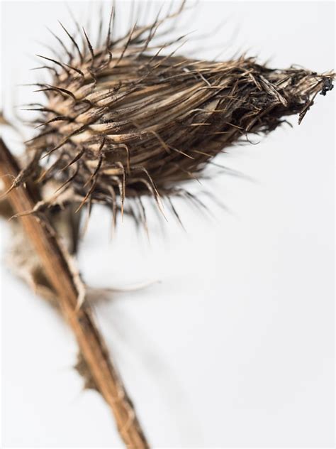 Withered Flower Plant Free Photo On Pixabay Pixabay