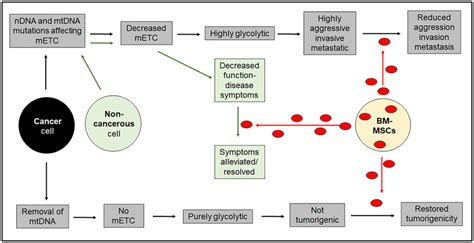 Diagrammatic Representation Of The Long Term Outcomes Of Intercellular Download Scientific