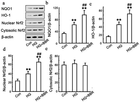 IJMS Free Full Text Protective Effects Of Berberine On Renal Injury