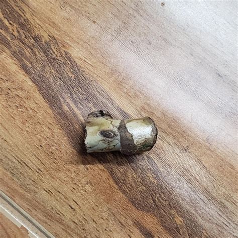 Do You Think Keiki Paste Will Help This M Albo Node R Plantclinic